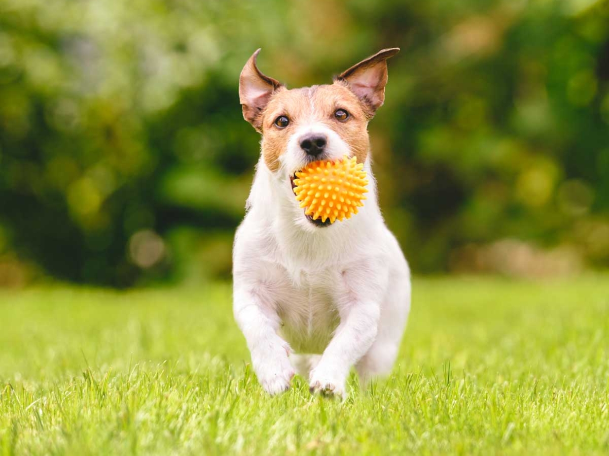 Pet Turf, Artificial Grass for Dogs Miami, Florida